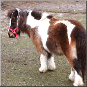 Photo: Pony 01 LowRes – Abcteach