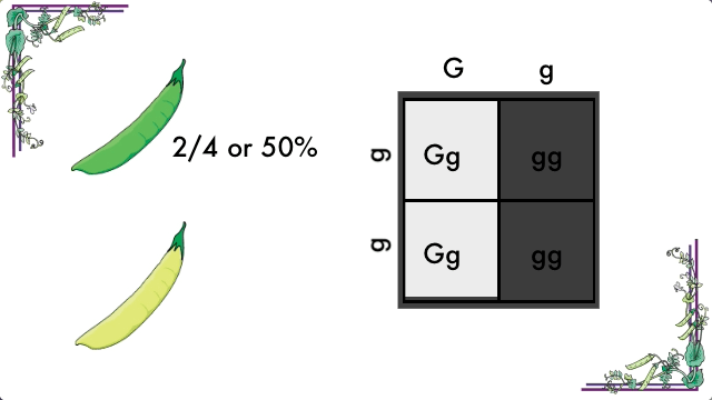 Punnett Squares – Science Video (Free Sample) – Abcteach