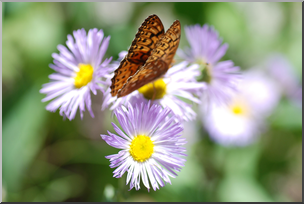 Photo: Daisies and Butterfly 01a HiRes – Abcteach