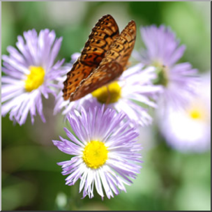 Photo: Daisies and Butterfly 01b LowRes – Abcteach