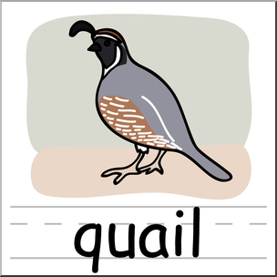Clip Art: Basic Words: Quail Color Unlabeled – Abcteach