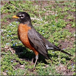 Photo: Robin and Earthworm 01 LowRes – Abcteach