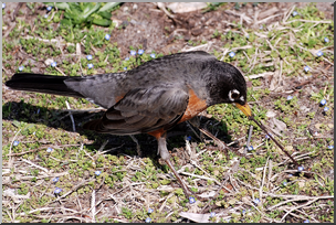 Photo: Robin and Earthworm 01 LowRes – Abcteach