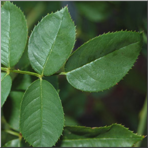 Photo: Rose Leaves 01b LowRes – Abcteach