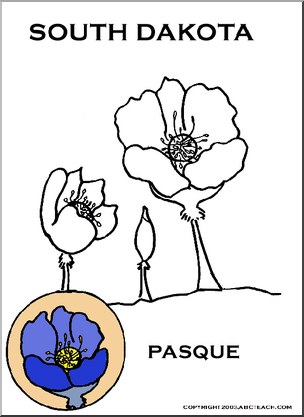 South Dakota: State Flower – Pasque – Abcteach