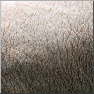 Photo: Sheep Wool 01a LowRes – Abcteach
