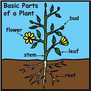 Clip Art: Daisy Life Cycle Color – Abcteach