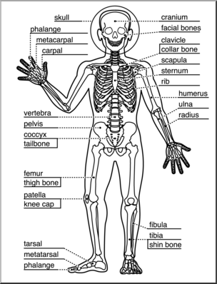 Clip Art: Human Anatomy: Skeletal System B&W Labeled – Abcteach