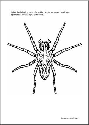 Unscramble the Words: Spiders – Abcteach