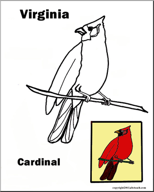 Virginia: State Bird – Cardinal – Abcteach
