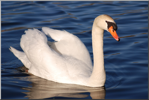 Photo: Duck 07 HiRes – Abcteach