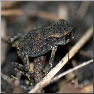 Photo: Tiny Toad 01b HiRes – Abcteach