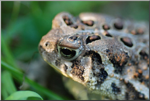 Photo: Toad 01a LowRes – Abcteach