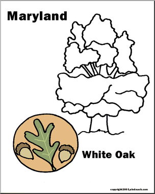 North Carolina: State Tree – Pine (longleaf) – Abcteach
