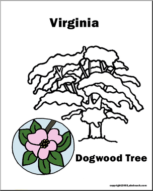 Virginia: State Tree – Flowering Dogwood – Abcteach