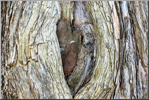 Photo: Tree Knot 01a HiRes – Abcteach