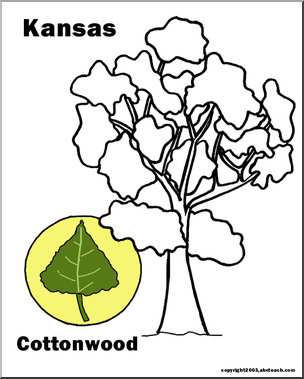 Arkansas: State Tree – Pine – Abcteach