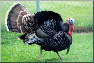 Photo: Turkey 01 HiRes – Abcteach