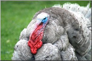 Photo: Turkey 02 HiRes – Abcteach