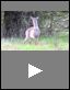 White-tailed Deer (Science Video) – Abcteach