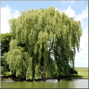 Photo: Willow Tree 01 LowRes – Abcteach