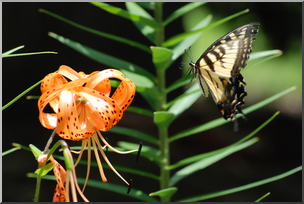 Photo: Butterfly 04 HiRes – Abcteach