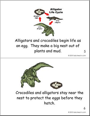 Alligators & Crocodiles – Abcteach