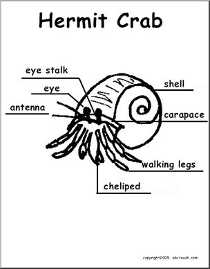 Animal Diagram: Antelope (labeled and unlabeled) – Abcteach
