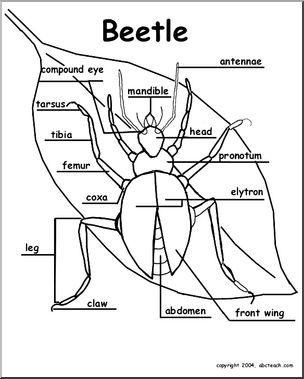 Animal Diagram: Eagle (labeled and unlabeled) – Abcteach