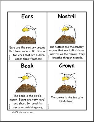 Fact Cards: Body Parts – Birds – Abcteach