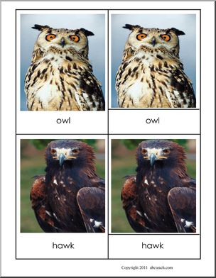 Montessori: Three-Part Matching Cards: Birds/Insects – Abcteach