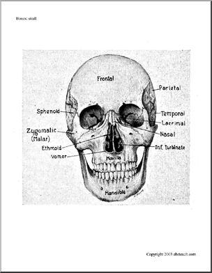 Bone Diagrams: Skull, Front View (labeled) – Abcteach