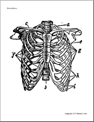 Bone Diagrams: Human Thorax (unlabeled) – Abcteach