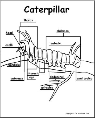 Animal Diagram: Eagle (labeled and unlabeled) – Abcteach