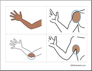 Italian: Le schede-le parte del corpo – Abcteach