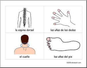 Spanish Flashcards: Seasons – Abcteach