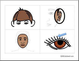 Spanish: Tarjetas de vocabulario con las partes del cuerpo – Abcteach