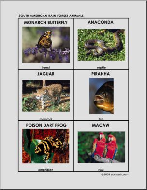 Flashcards: Rain Forest Animals – Abcteach