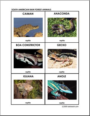 Flashcards: Rain Forest Reptiles – Abcteach