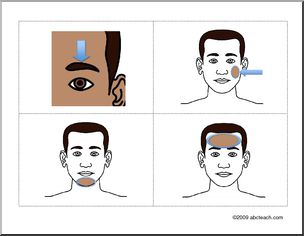 German: Flashcards – Body Parts – Abcteach