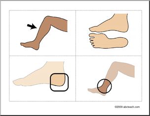 German: Flashcards – Body Parts – Abcteach