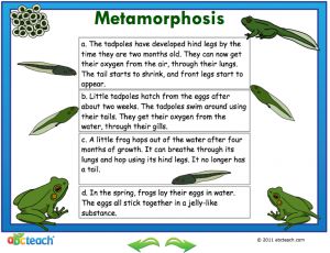 Interactive: Notebook: Science: Frog Diagrams – Abcteach
