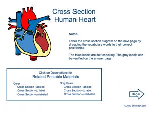 Interactive: Notebook: Science: Human Heart (Label) – Abcteach
