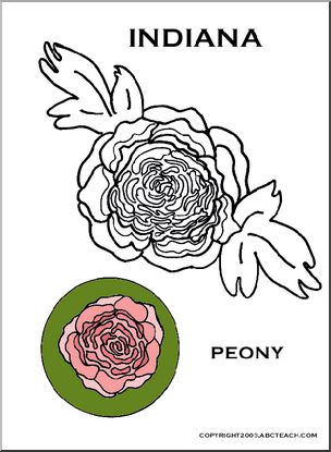 Indiana: State Flower – Peony – Abcteach