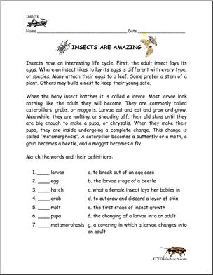 Comprehension: Insects are Amazing (elementary) – Abcteach