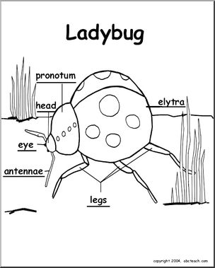 Animal Diagrams: Ladybug (labeled parts) – Abcteach