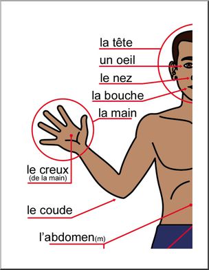 French: Cartes de mÃˆmoire–Parties du corps – Abcteach