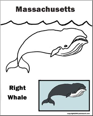Massachusetts: State Animal – Right Whale – Abcteach