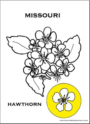 Missouri: State Flower – Hawthorn – Abcteach