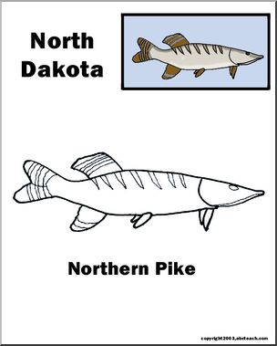 South Dakota: State Animal – Coyote – Abcteach
